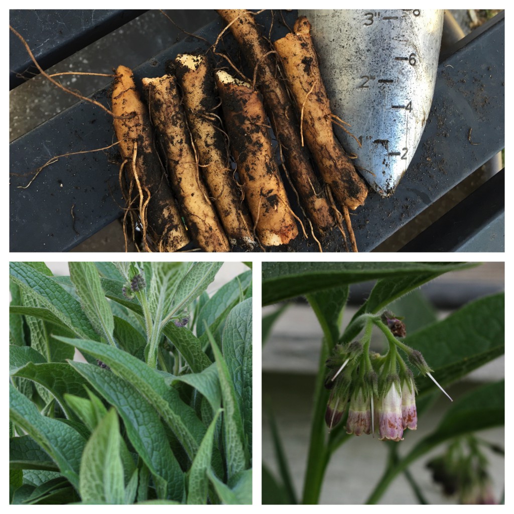 Comfrey Root Cuttings Prairie Tough Farms Comfrey Root Cuttings Prairie Tough Farms
